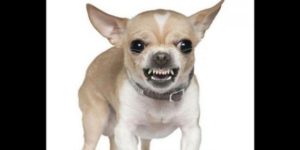 Refranes populares – “Perro que ladra no muerde” – Spanish World Institute